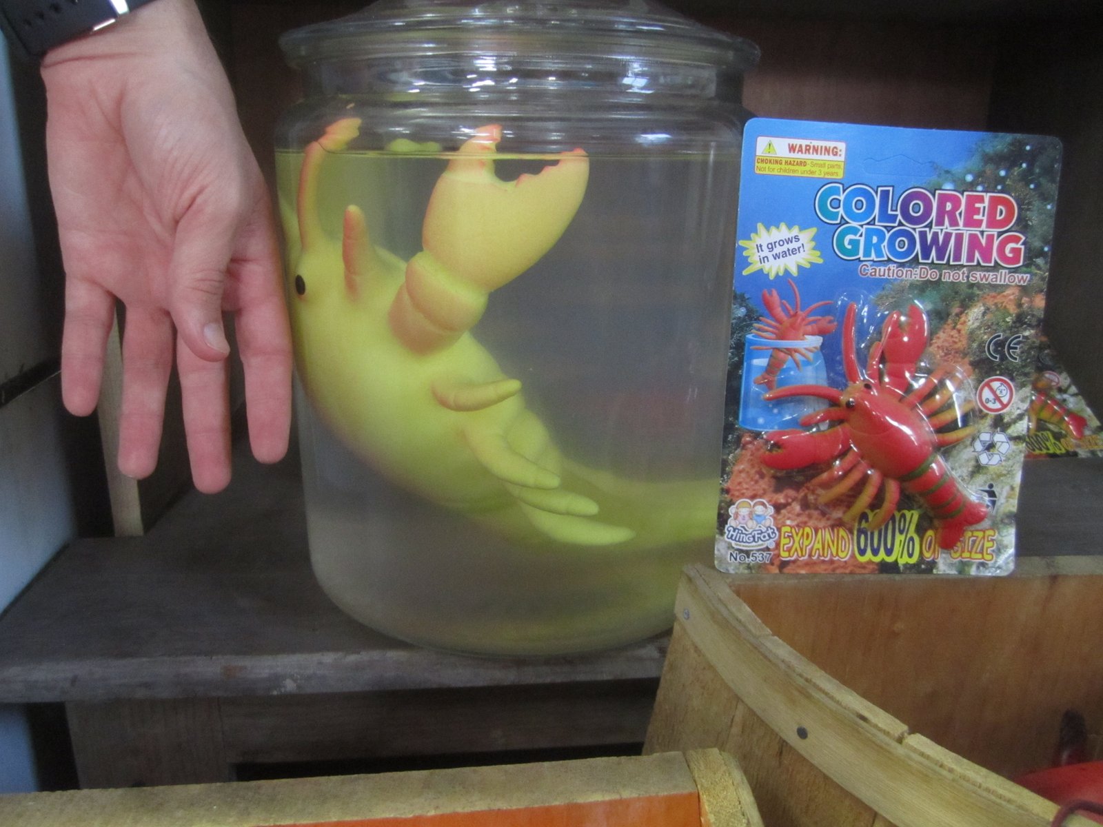 Colored Growing – Matt Aromando